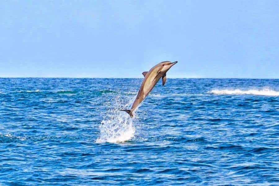 Swim with Dolphins in Mauritius (2.5 hrs in Tamarin, Black River)