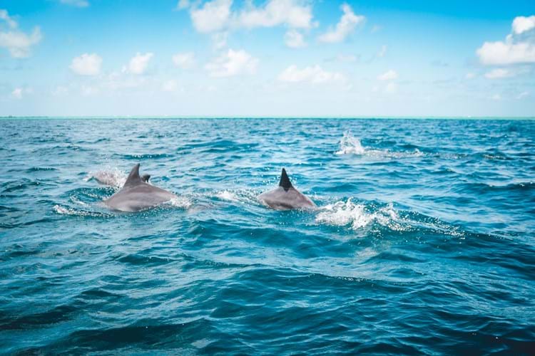 Swim with Dolphins in Mauritius (West Coast) - TRAVELHUB