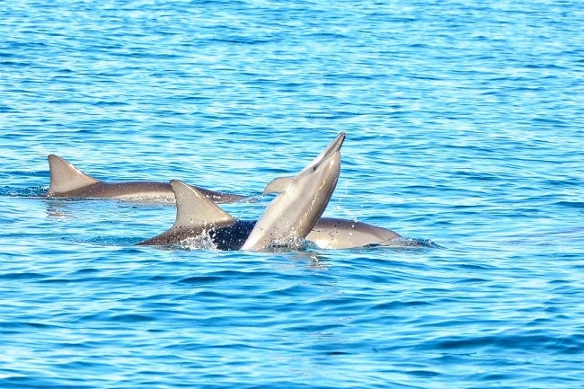 Swim with Dolphins in Mauritius (West Coast) - TRAVELHUB