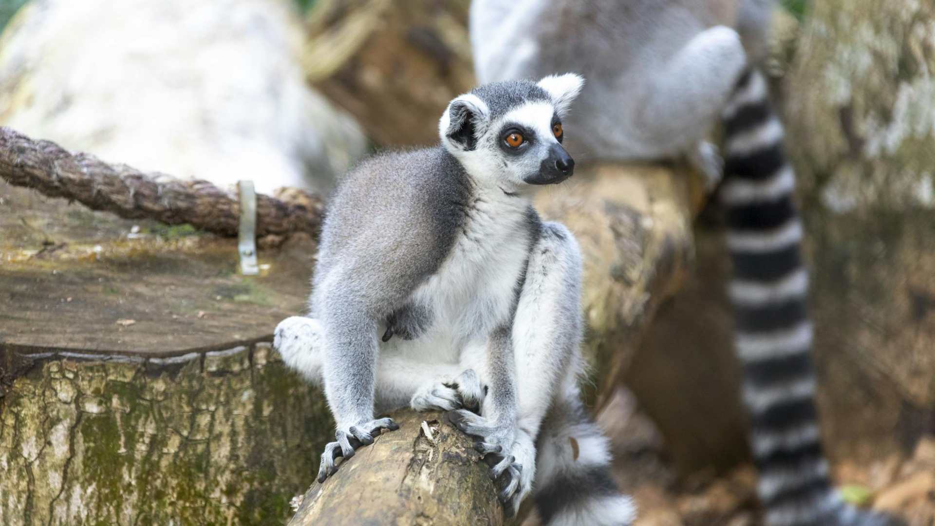 Mauritius Tea Tasting & Wildlife Tour | Private Sightseeing (6 hrs)