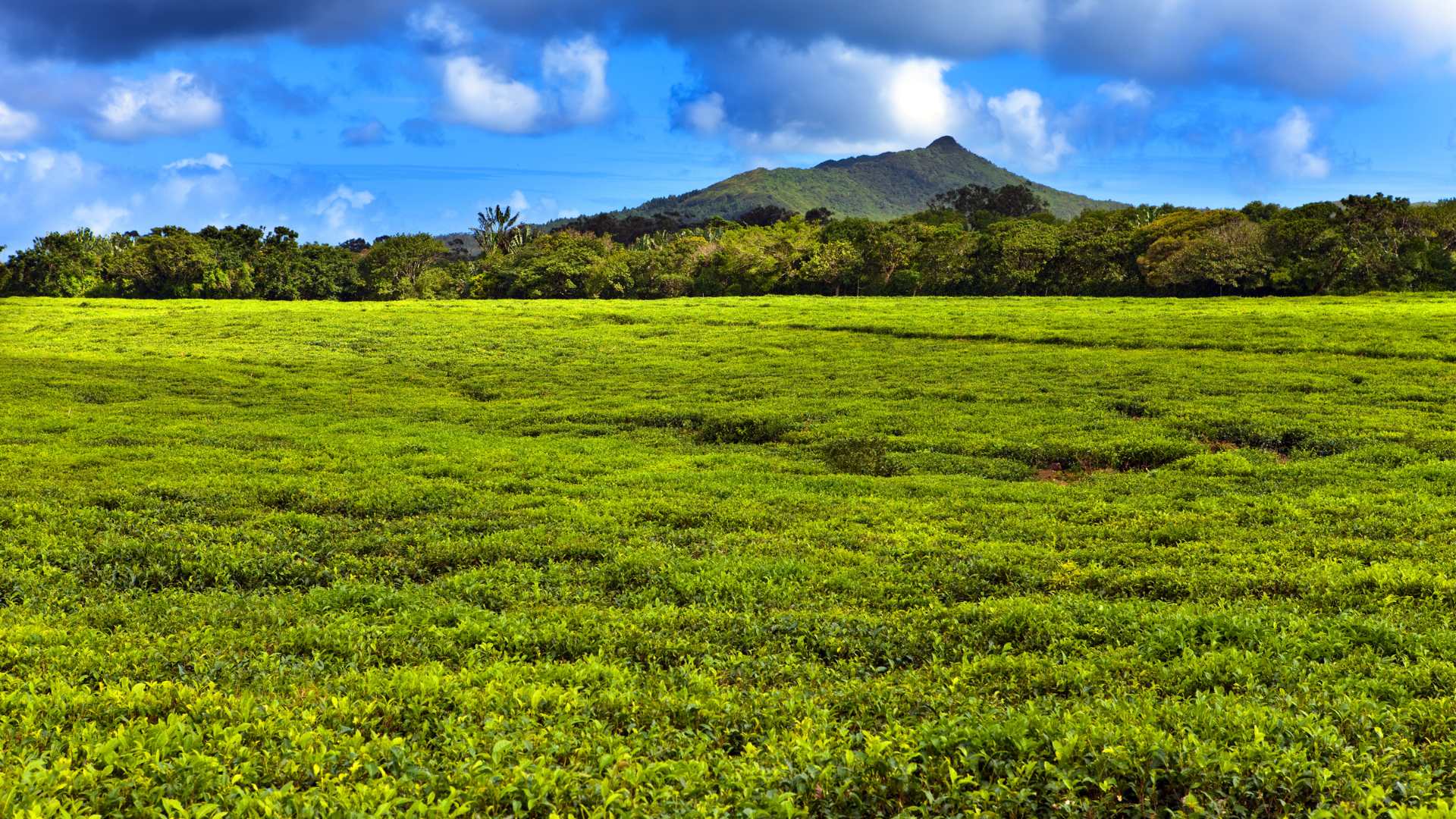 Mauritius Tea Tasting & Wildlife Tour | Private Sightseeing (6 hrs)